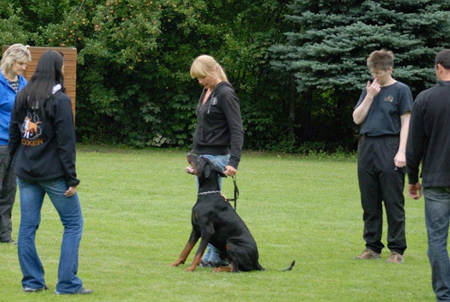 คอกโดเบอร์แมน "ดอนมูล".....เราพัฒนาโดเบอร์แมนสายเลือดยุโรป เพื่อที่สุด ...