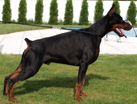 FCI Approves amended new Dobermann standard | Doberman Forum : Doberman ...