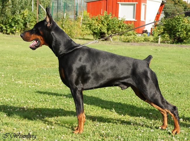 Dobermann Kennel "Donmoon".....We breed absolute European bloodline for ...